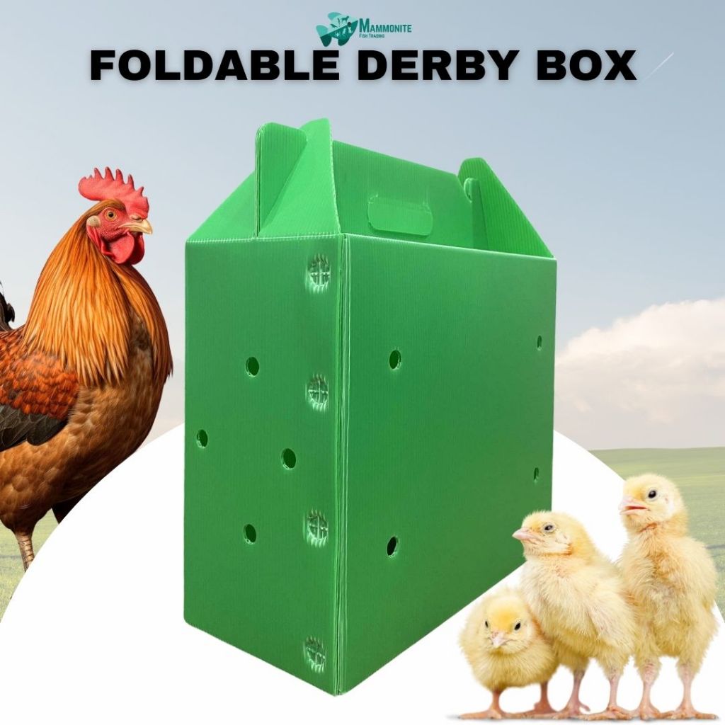 Premium Collapsible Foldable Derby Box Single Chicken Travel Chicken ...