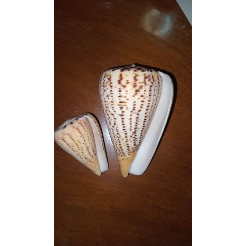 Small and XLarge Conus Seashell /Collection/ | Shopee Malaysia