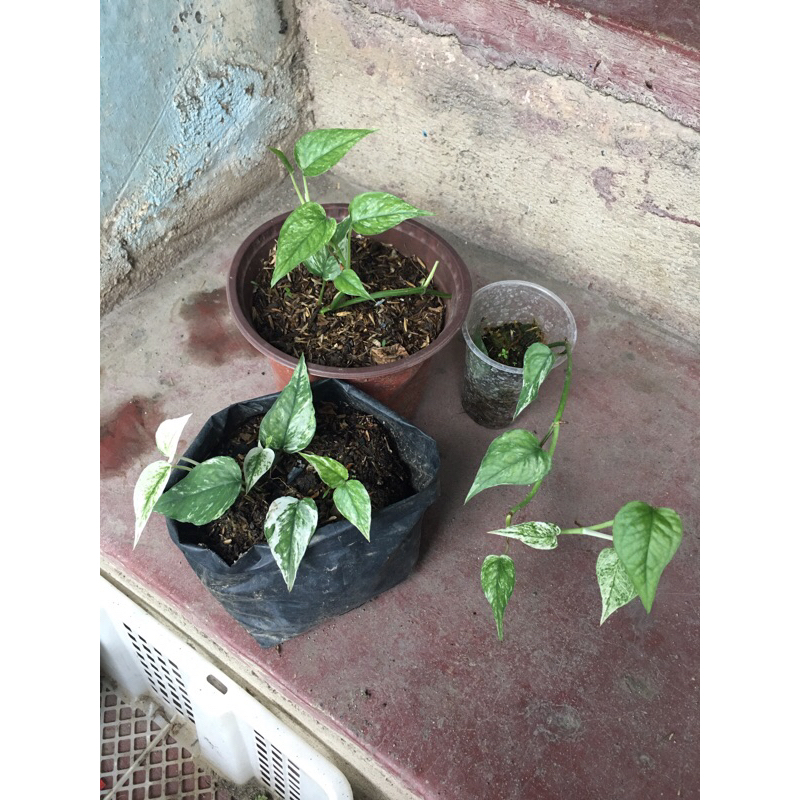 Variegated Cebu blue (juvenile) | Shopee Malaysia