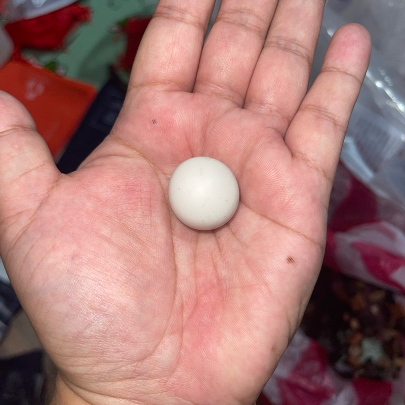 Batong Omo Leklai White with oracion Regular Size | Shopee Malaysia