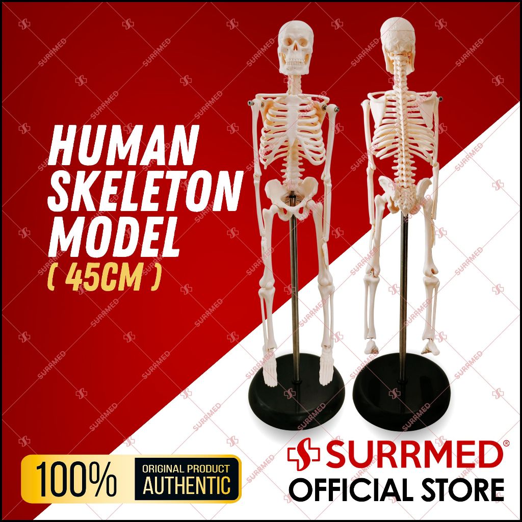 SURRMED HUMAN SKELETON ANATOMICAL MODEL (45CM) | Shopee Malaysia