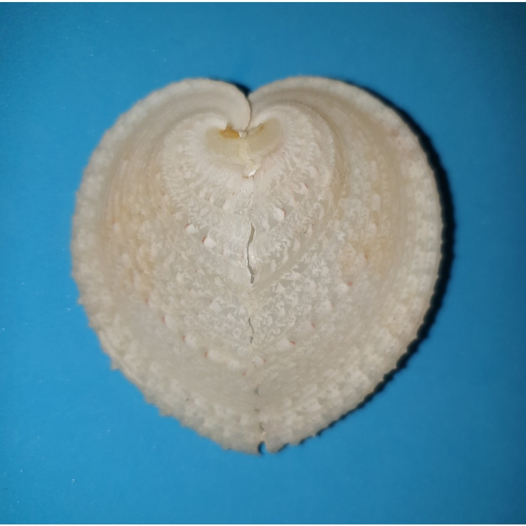 Seashell for collection. CORCULUM CARDISSA. | Shopee Malaysia