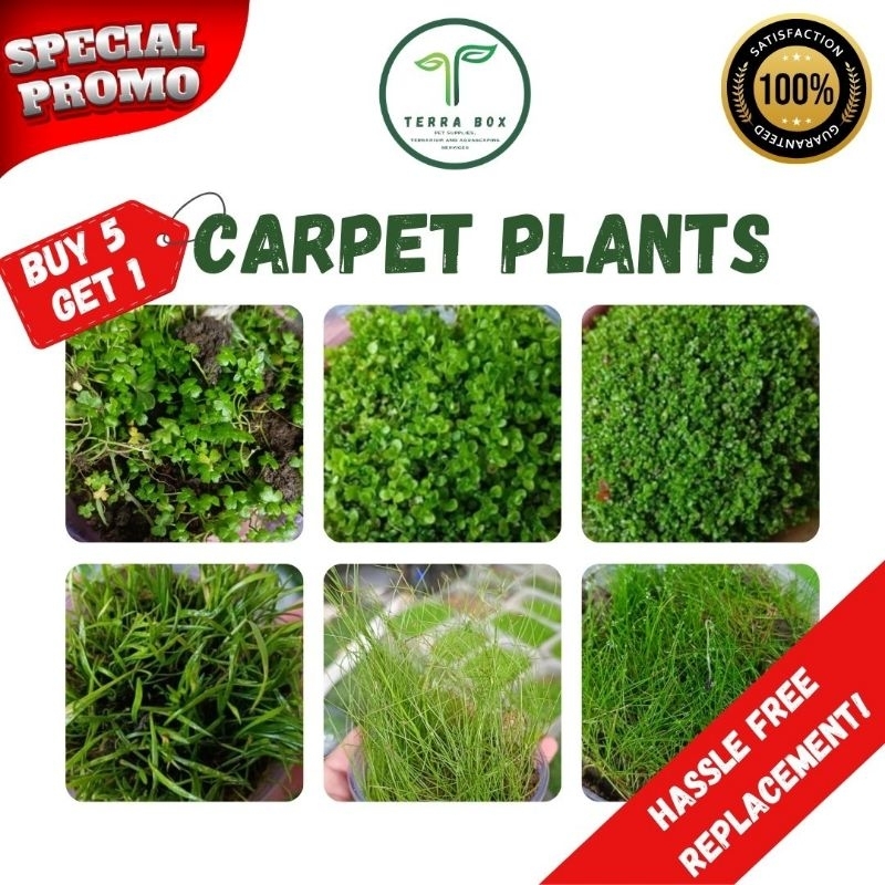 HC CUBA, MONTECARLO, DWARFHAIRGRASS,PEARLWEED,TRIPARTITA,GLOSSO ...
