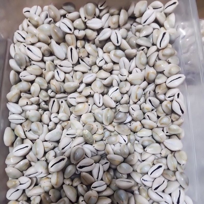Bulk Sungka shells/Sigay (1 kilo) | Shopee Malaysia