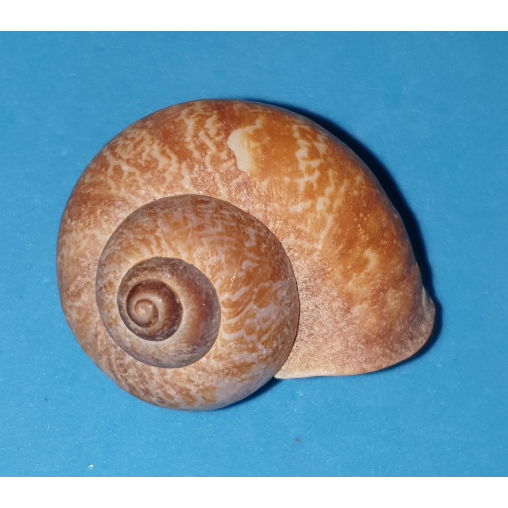 CYCLOPHORUS DARAGANICUS. Land Snail. | Shopee Malaysia