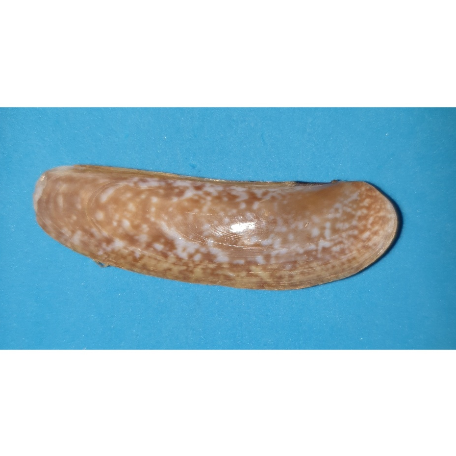 Seashell for collection. PHAXAS CULTELLUS. Uncommon. | Shopee Malaysia