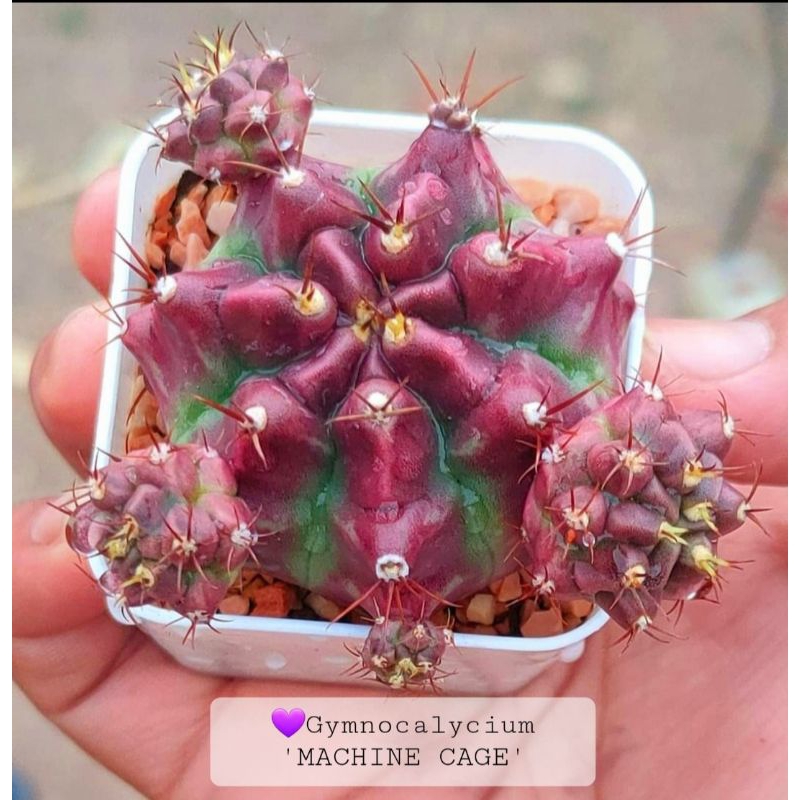 GYMNOCALYCIUM 'MACHINE CAGE' (ROOTED OFFSETS) | Shopee Malaysia