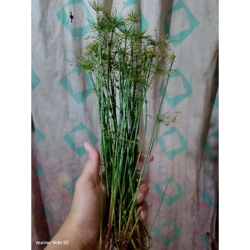 dwarf papyrus 20 stem rooted for aquarium and ponds | Shopee Malaysia