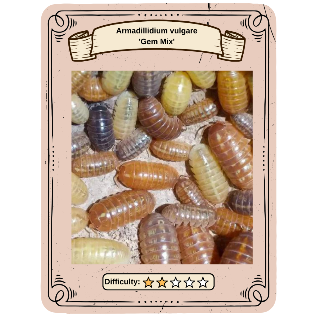 Collectible Isopod Card - Armadillidium vulgare 'Gem Mix' | Shopee Malaysia