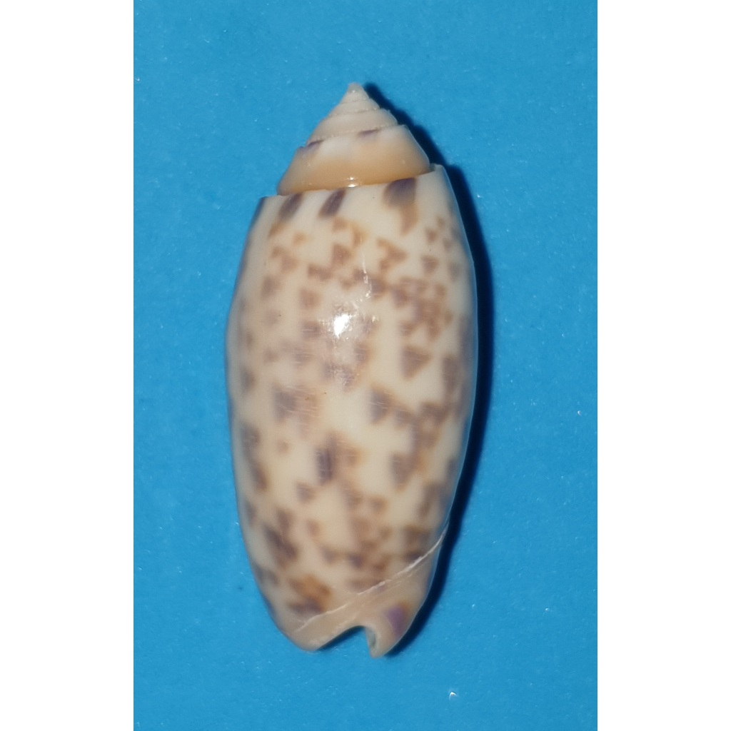 OLIVA ANNULATA. Nice Pattern. | Shopee Malaysia