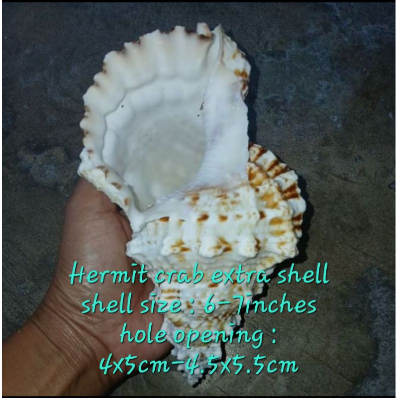 Real Seashell l Bursa bobo l hermit crab extra shell l | Shopee Malaysia