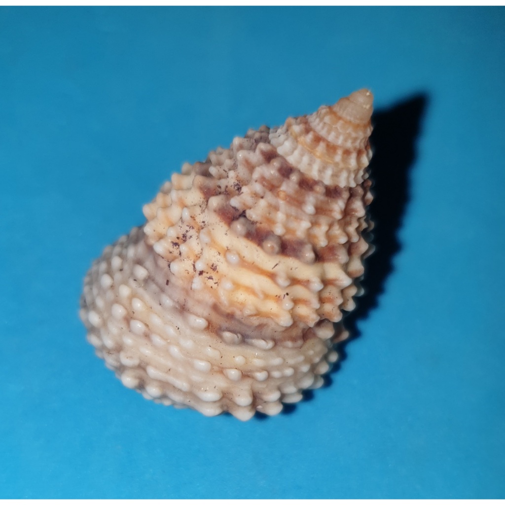 TECTARIUS CORONATUS. | Shopee Malaysia