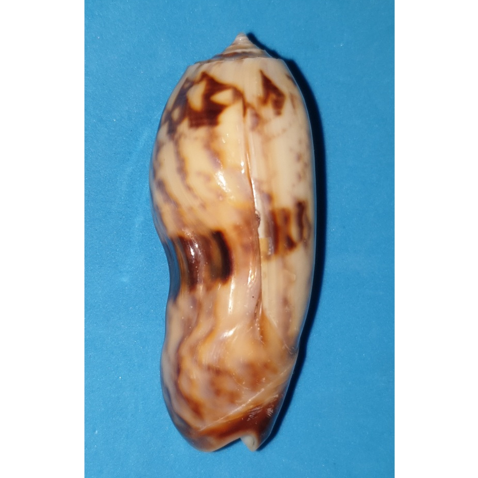 OLIVA MINIACEA. Unique very unusual Growth. | Shopee Malaysia