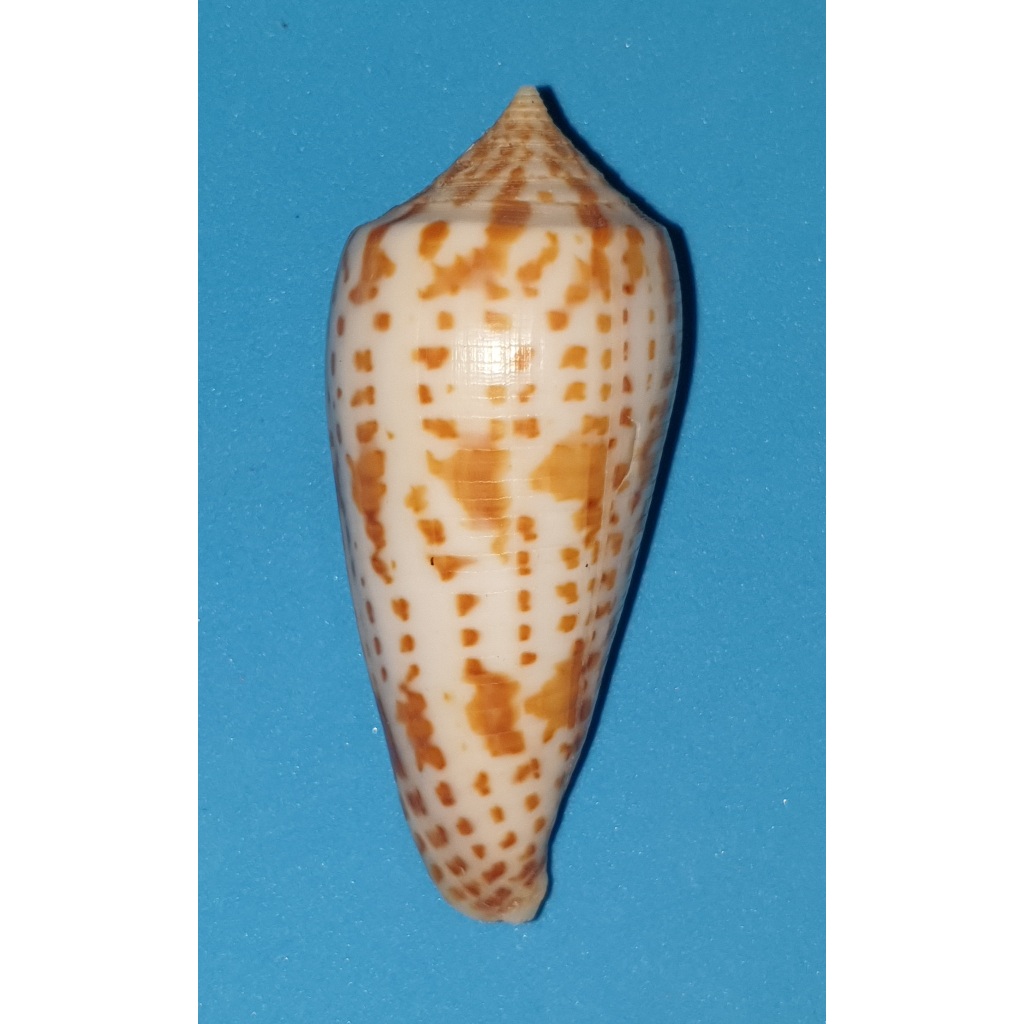 Seashell for collection. CONUS AUSTRALIS. | Shopee Malaysia