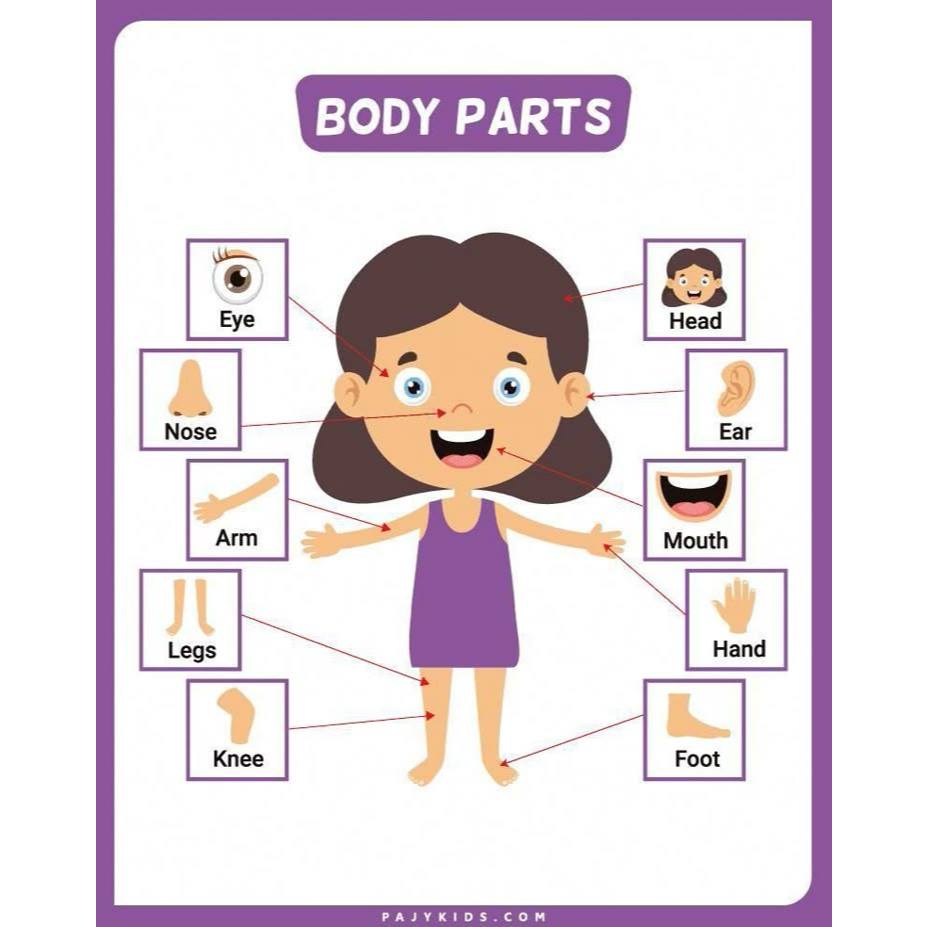 A4 Laminated Educational Posters, My Body parts, Learning Charts For ...