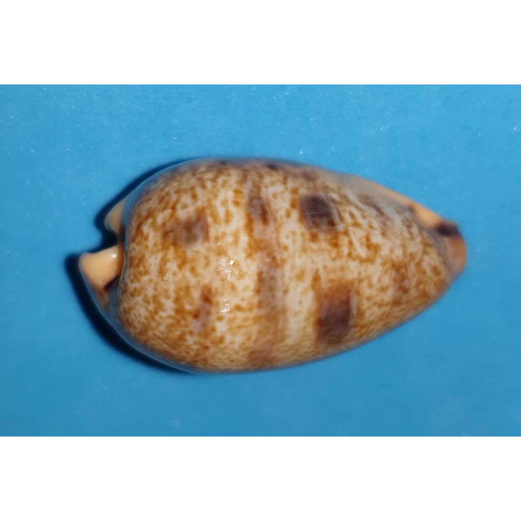 CYPRAEA WALKERI. Good Pattern. | Shopee Malaysia