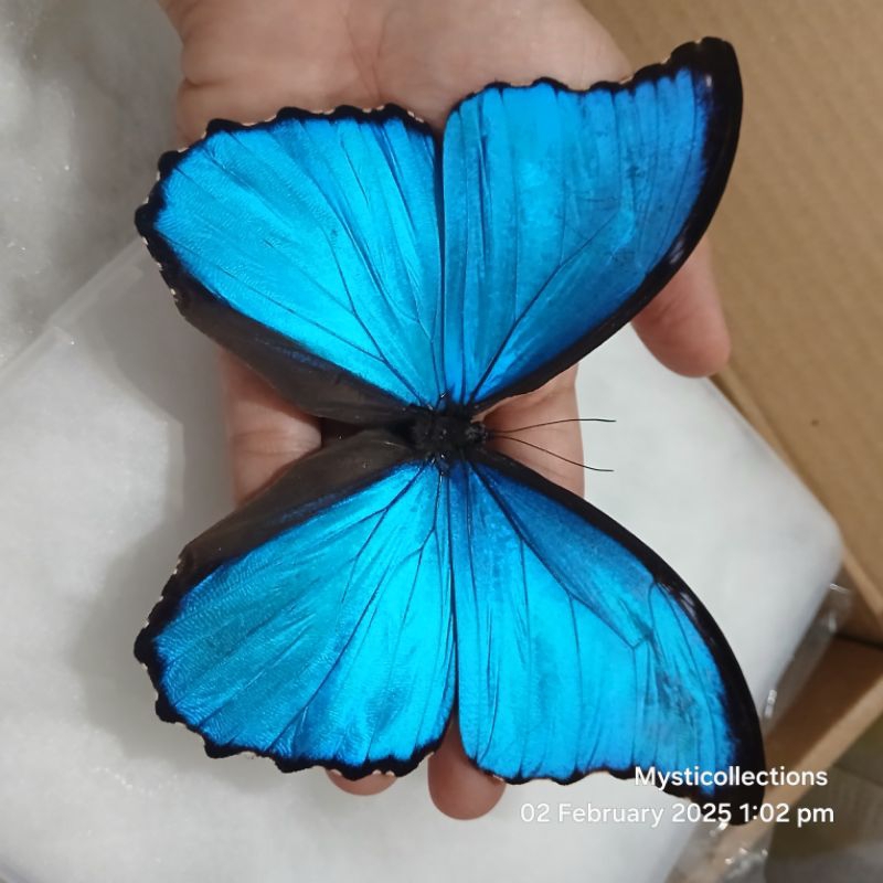 PRESERVED BUTTERFLY TROJANA BIRDWING BLUE MORPHO | Shopee Malaysia
