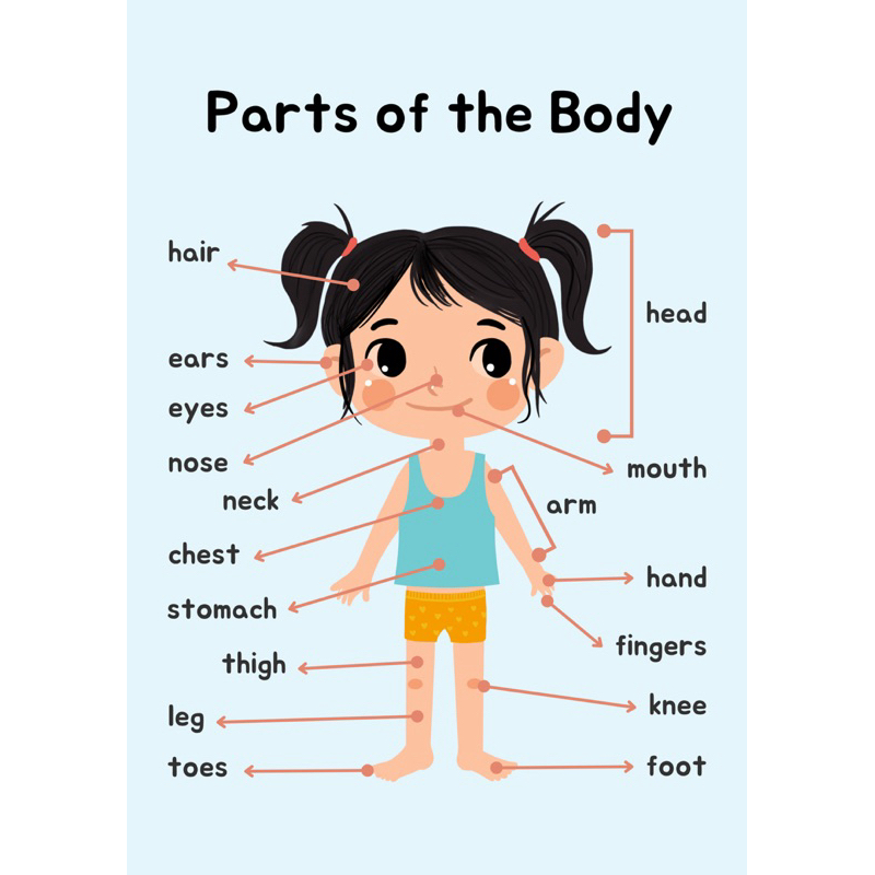 LAMINATED Chart 8.3x11.7inches/parts of the body. educational charts ...