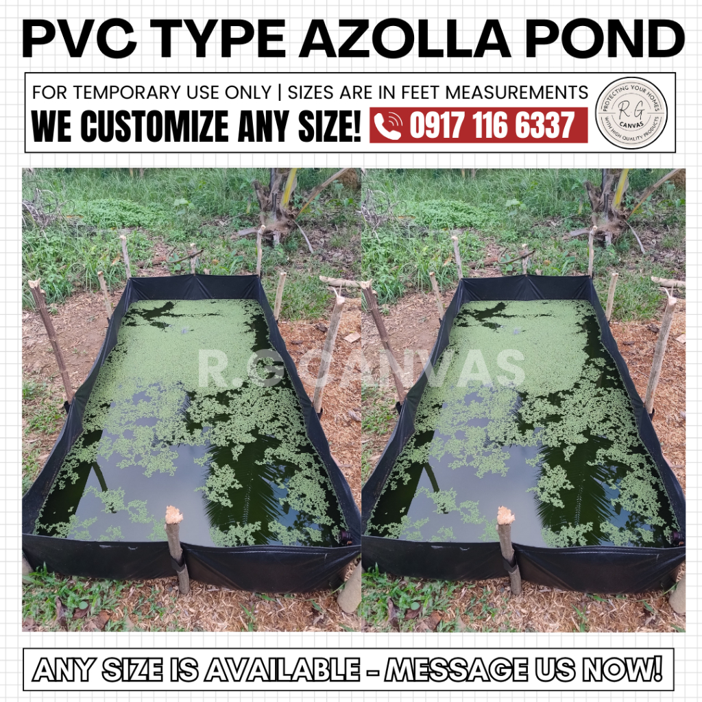 AZOLLA TRAPOND CRAY FISH POND KOI AZOLLA BED LONA TRAPAL TOLDA POND ...