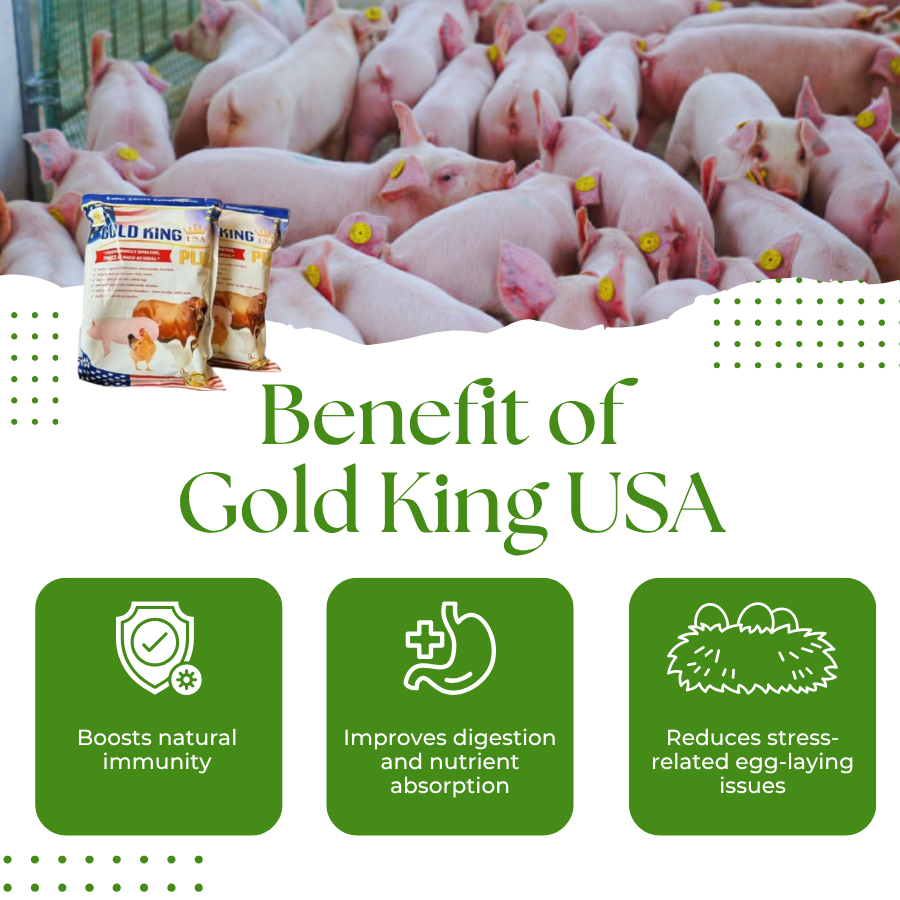 Gold King USA 250G Growth Booster Feed for Pigs, Cattle, Poultry Fast ...