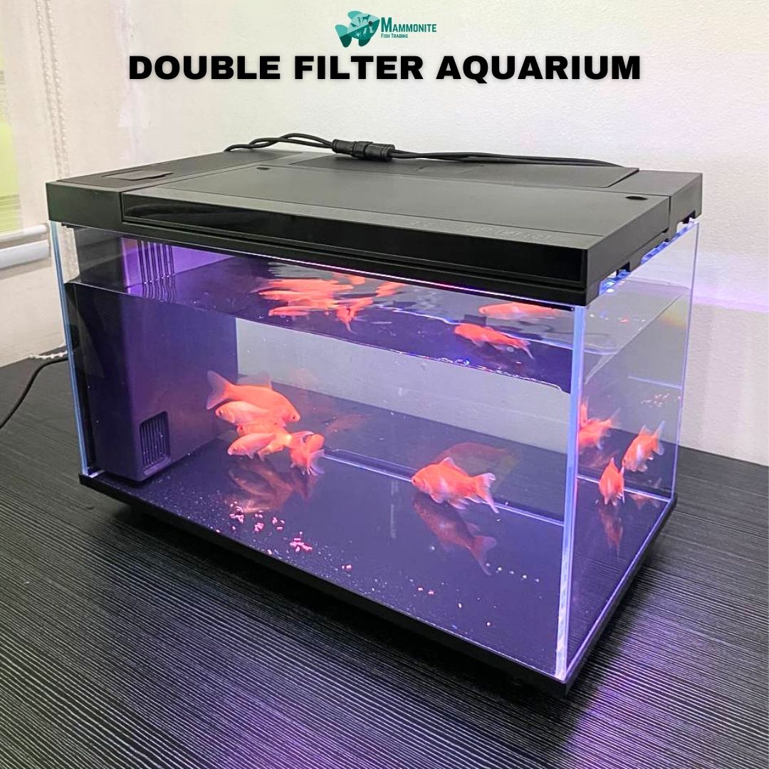 Ultra Clear Glass Double Filter System Aquarium Tank with LED 20L Model ...
