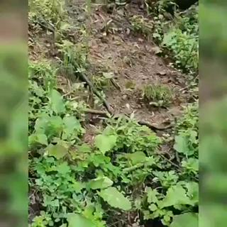 Snake Repellent Pills 1000m without snakes 10 pellets Long-Acting ...