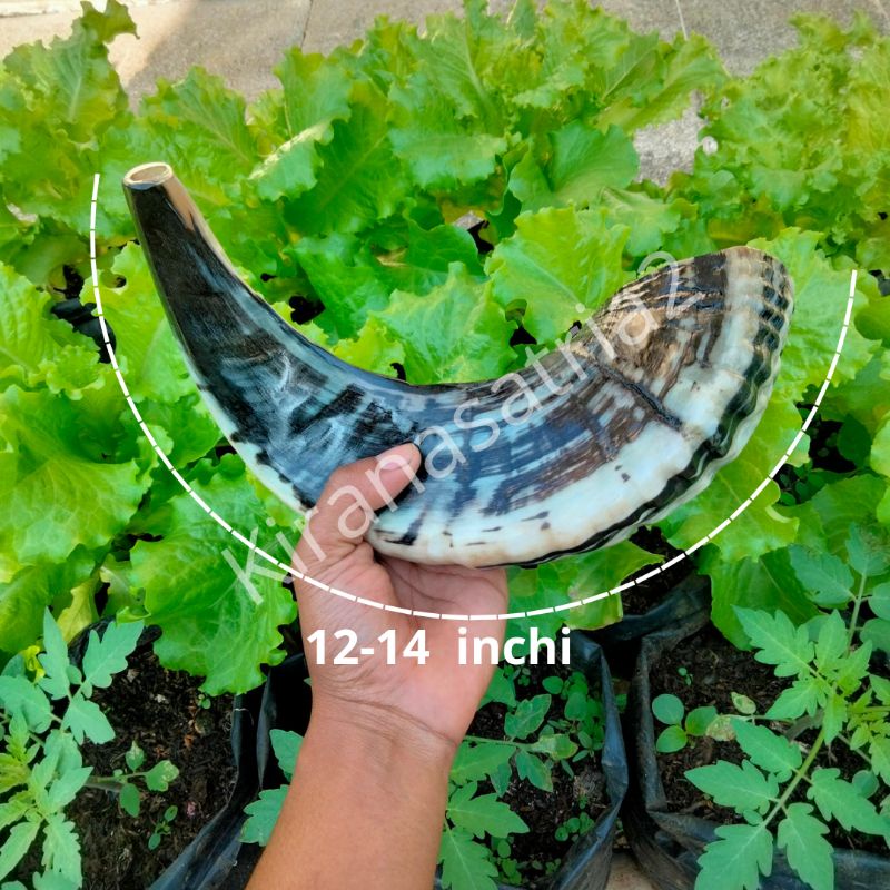 Shofar ram trumpet original trumpet horn shofar horn | Shopee Malaysia