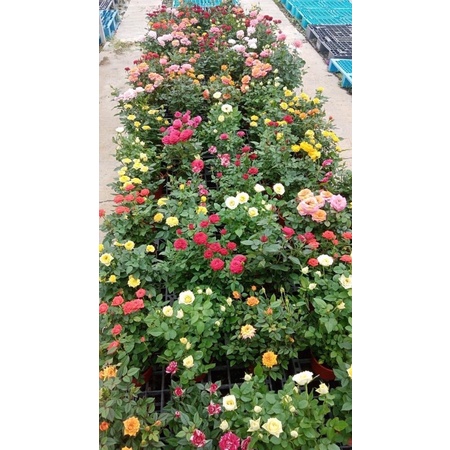 bunga ros kampung tahan panas | Shopee Malaysia