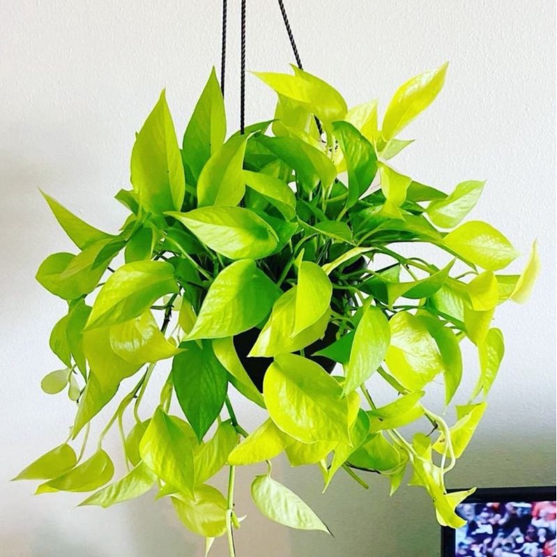 Money plant / devil’s vine/ indoor plant/ epipremnum aureum/ ivy plant ...
