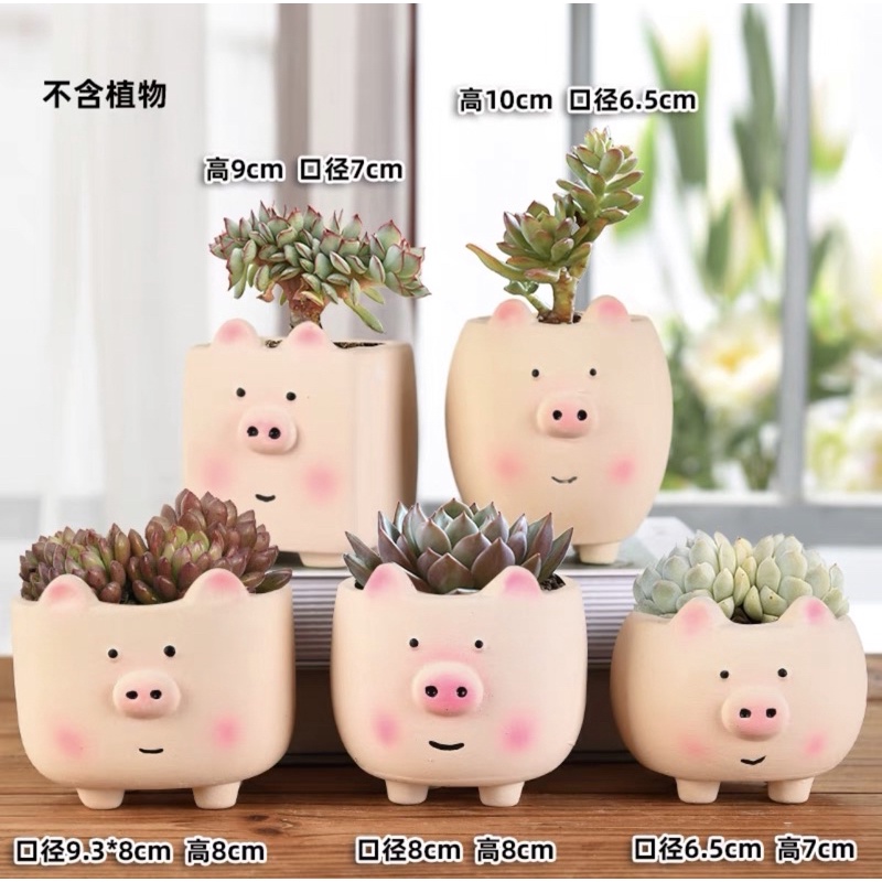 C008 5pcs/set Succulent Pot Cactus Ceramic Pot 陶瓷盆 多肉盆 仙人掌盆 花盆 Pasu ...