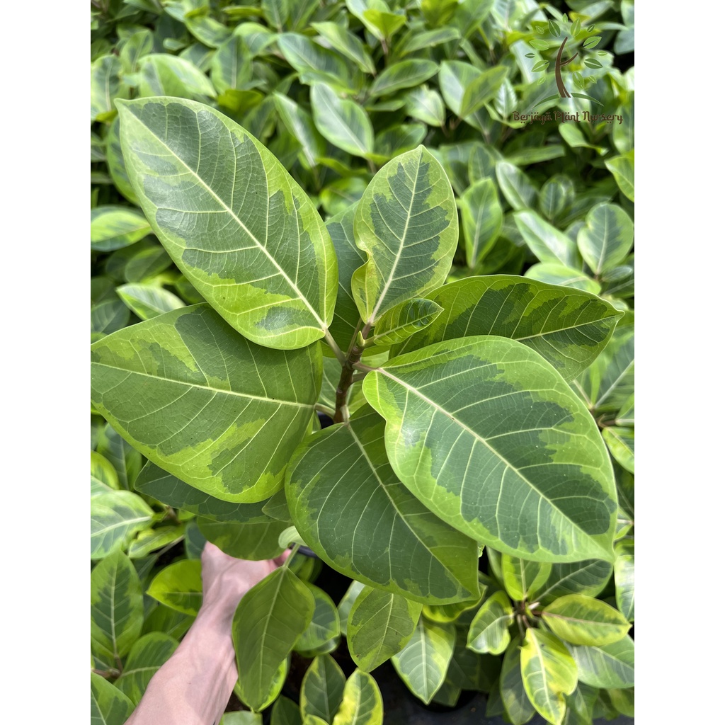 Berjaya Plant Nursery - Ficus Lyrata Bambino/Fiddle Fig(Pokok Ketapang ...