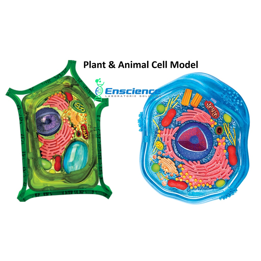 4D MASTER STEM Plant Cell Animal Cell Model for Science Kids/Students ...
