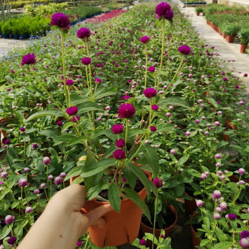 Pokok Butang Ungu Gomphrena Globosa Purple | Shopee Malaysia