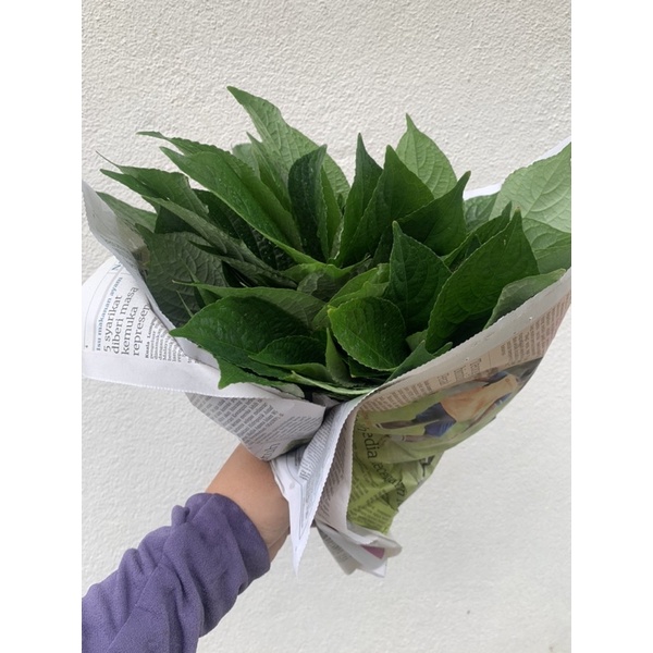 Pecah Beling FRESH daun pecah kaca pecah beling batu karang organik ...