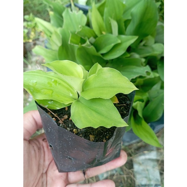 Anak Pokok Cekur @ Kencur Dalam Polibeg Kecil | Shopee Malaysia