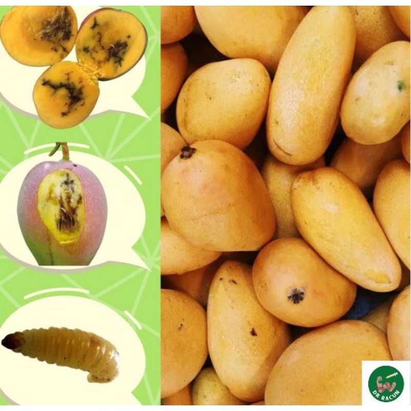 DIPEL ES 𝗜𝗻𝘀𝗲𝗰𝘁𝗶𝗰𝗶𝗱𝗲 𝗽𝗿𝗼𝘁𝗲𝗰𝘁𝘀 𝗠𝗮𝗻𝗴𝗼 from Pest Racun Serangga Lindung ...