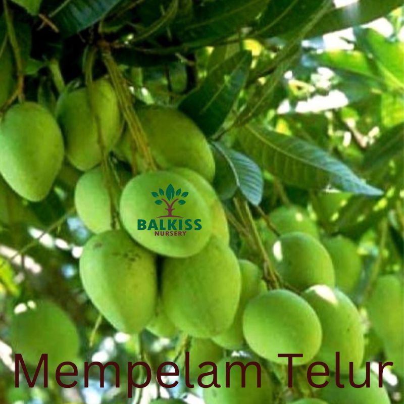 Anak Pokok Pelam Telur / Anak Pokok Mempelam Telur / Anak Pokok Mangga ...