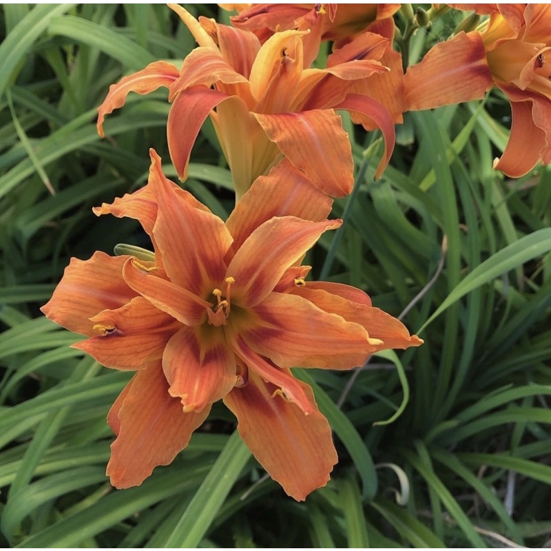 Anak Pokok Tiger Lily harum wangi(belum berbunga) | Shopee Malaysia
