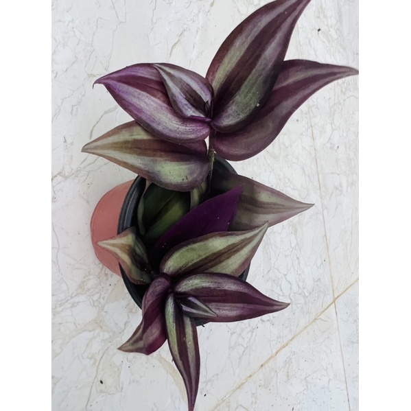 pokok tradescantia zebrina / zebrina pendula / telinga kera | Shopee ...
