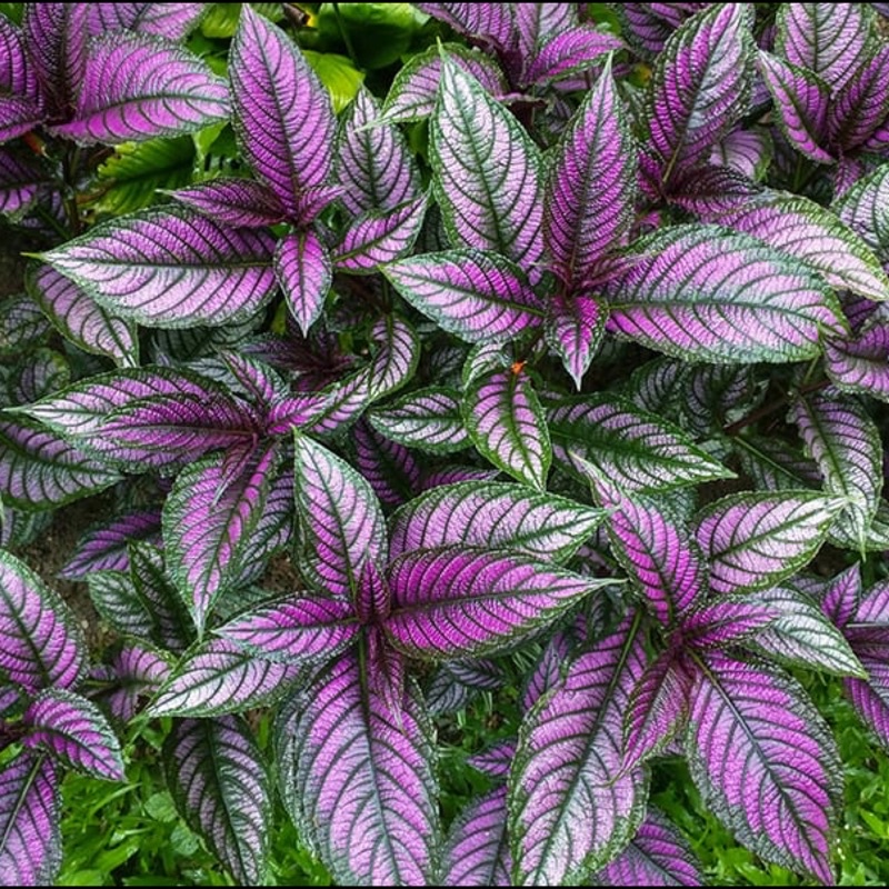 Strobilantes Dyeriana/Persian Shield | Shopee Malaysia