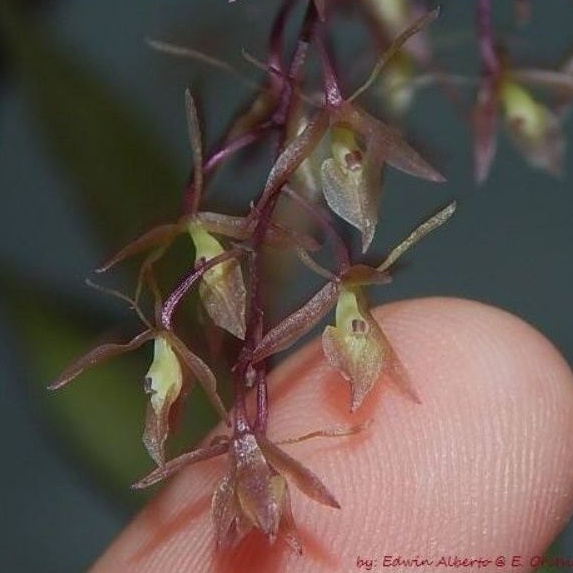 Epidendrum diffusum (rare species from Cuba ) | Shopee Malaysia