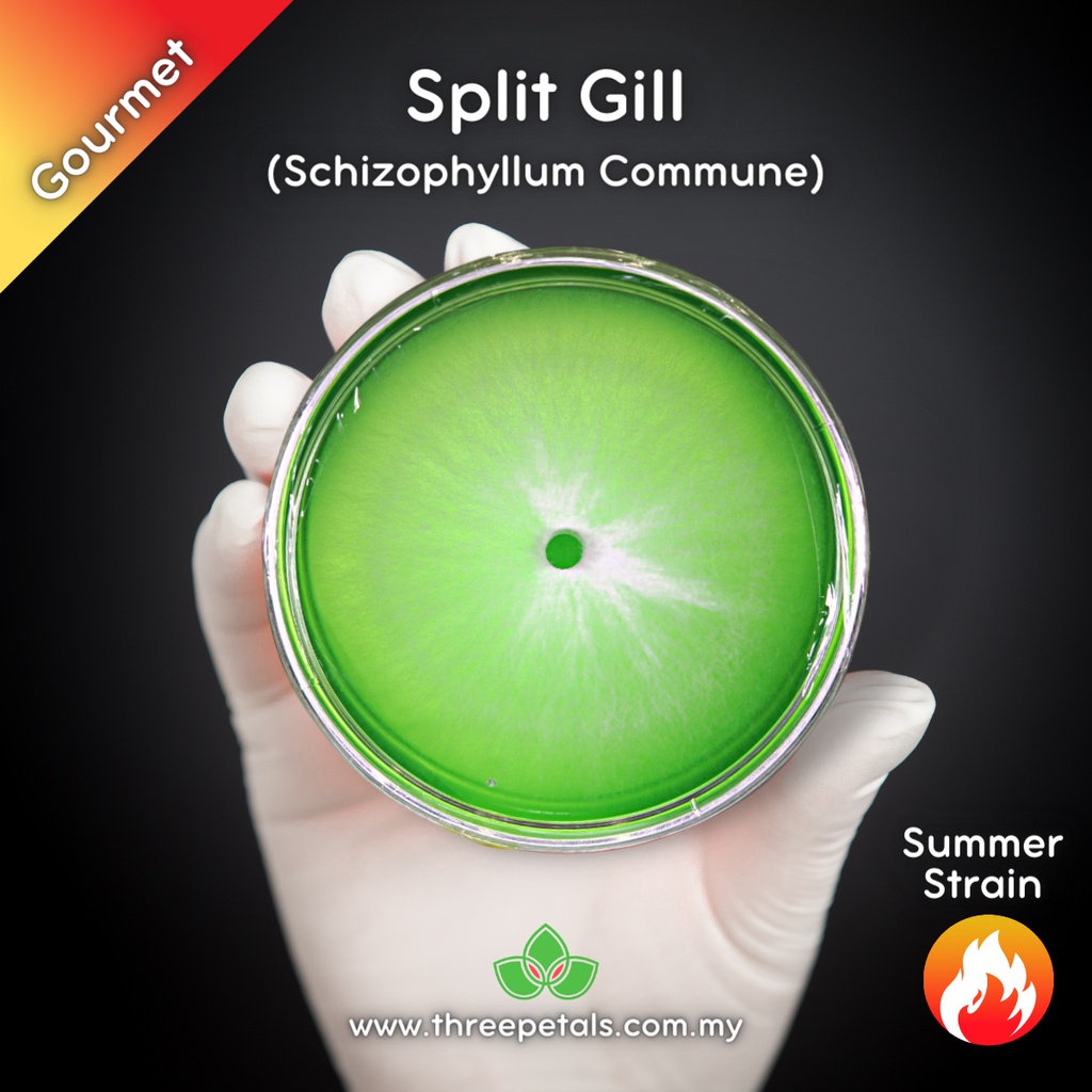 Split Gill (Schizophyllum Commune) Live Mycelium Mushroom Culture Spawn ...
