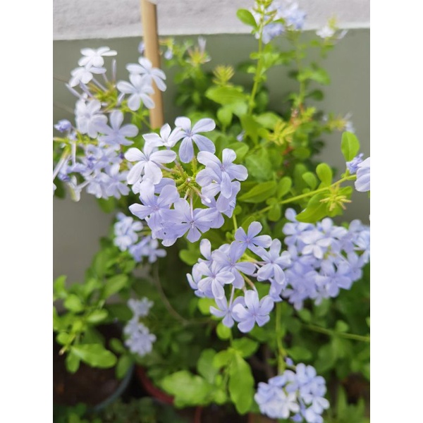 Pokok Bunga Plumbago（baby blue) small plant | Shopee Malaysia