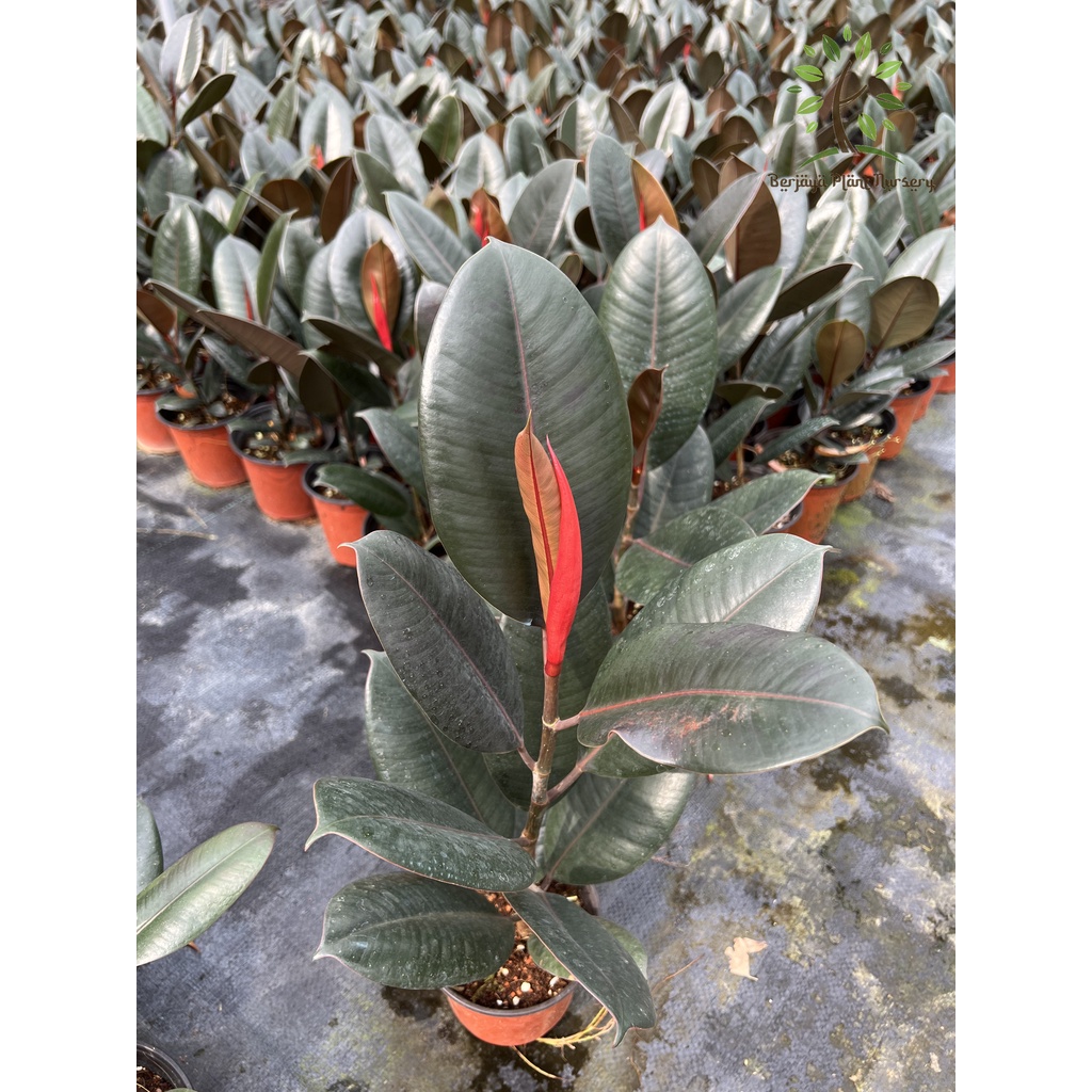 Berjaya Plant Nursery - Ficus Lyrata Bambino/Fiddle Fig(Pokok Ketapang ...