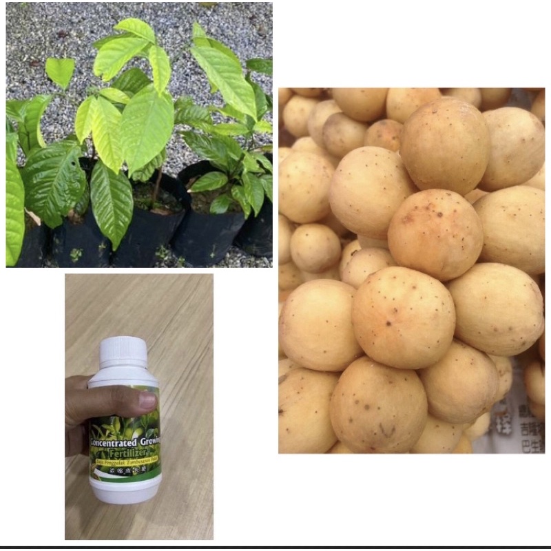 POKOK DOKONG Free 250ml baja mujarab BUAH/SUBUR -DOKONG HIBRID BUAH ...