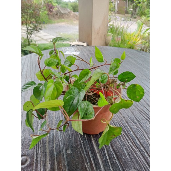 pokok sireh Sarawak/sireh duduk/sirih | Shopee Malaysia