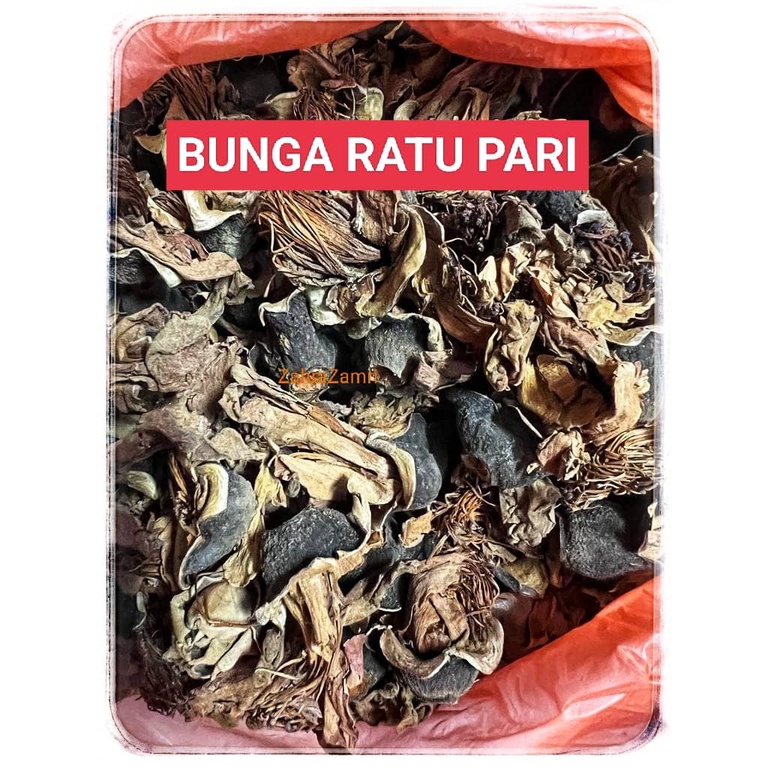BUNGA RATU PARI / BUNGA MUKMIN / BUNGA AJAIB DARA PERAWAN / COTTON ...