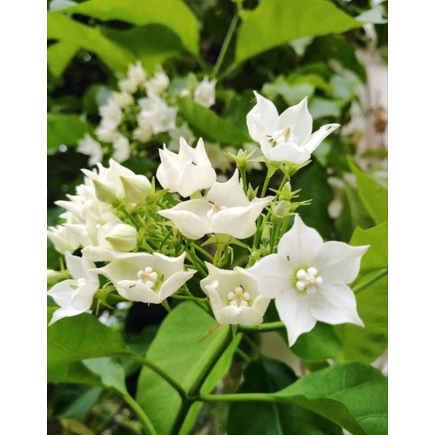 Vallaris glabra/ต้นชมนาด/ชำมะนาด/Kesidang Bunga Wangi | Shopee Malaysia