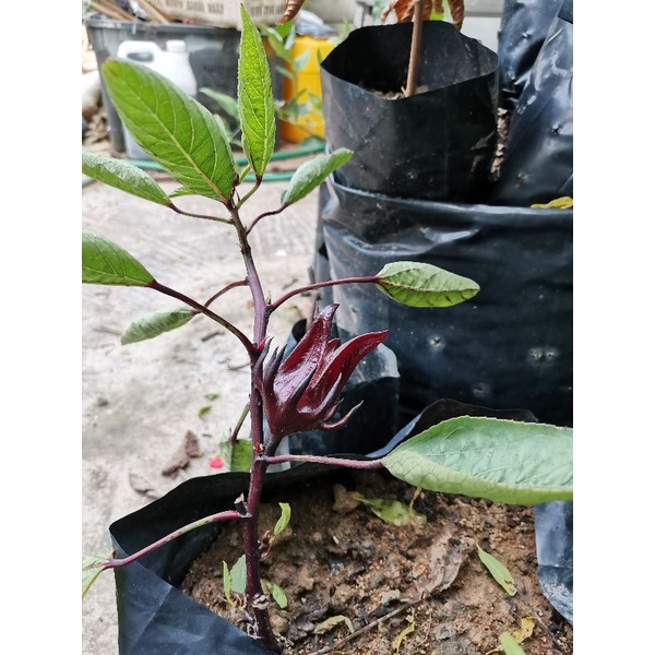 Anak Pokok Ribena /Roselle Plant sudah Berbuah Cepat Berbuah besar ...