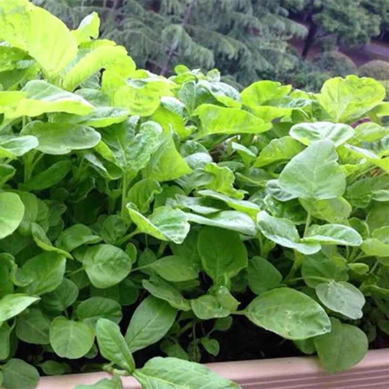 5000Biji Benih Sayur Bayam Batang Putih / Green Leaf Amaranth Seeds ...